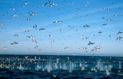 An underwater film featuring footage of ocean species CCTV-International
