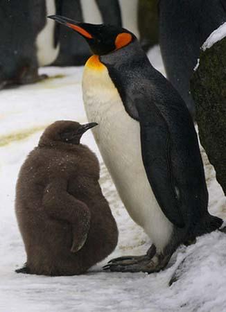Baby king penguin dances boldly out into public life CCTV-International
