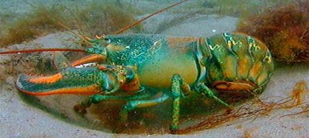 The world´s most miserable-looking fish CCTV-International