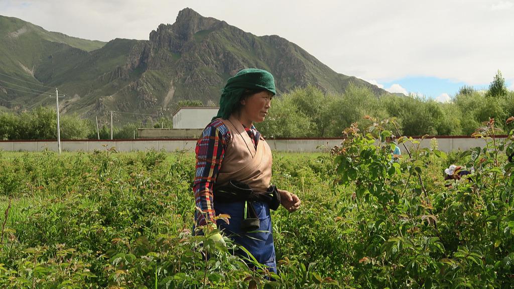 Tibet registers continuous rapid growth in rural income: white paper ...