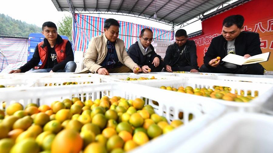 China strives to make food system greener, more sustainable: official ...