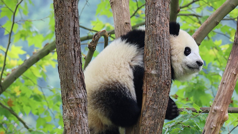 Panda Morning Call（精彩一刻