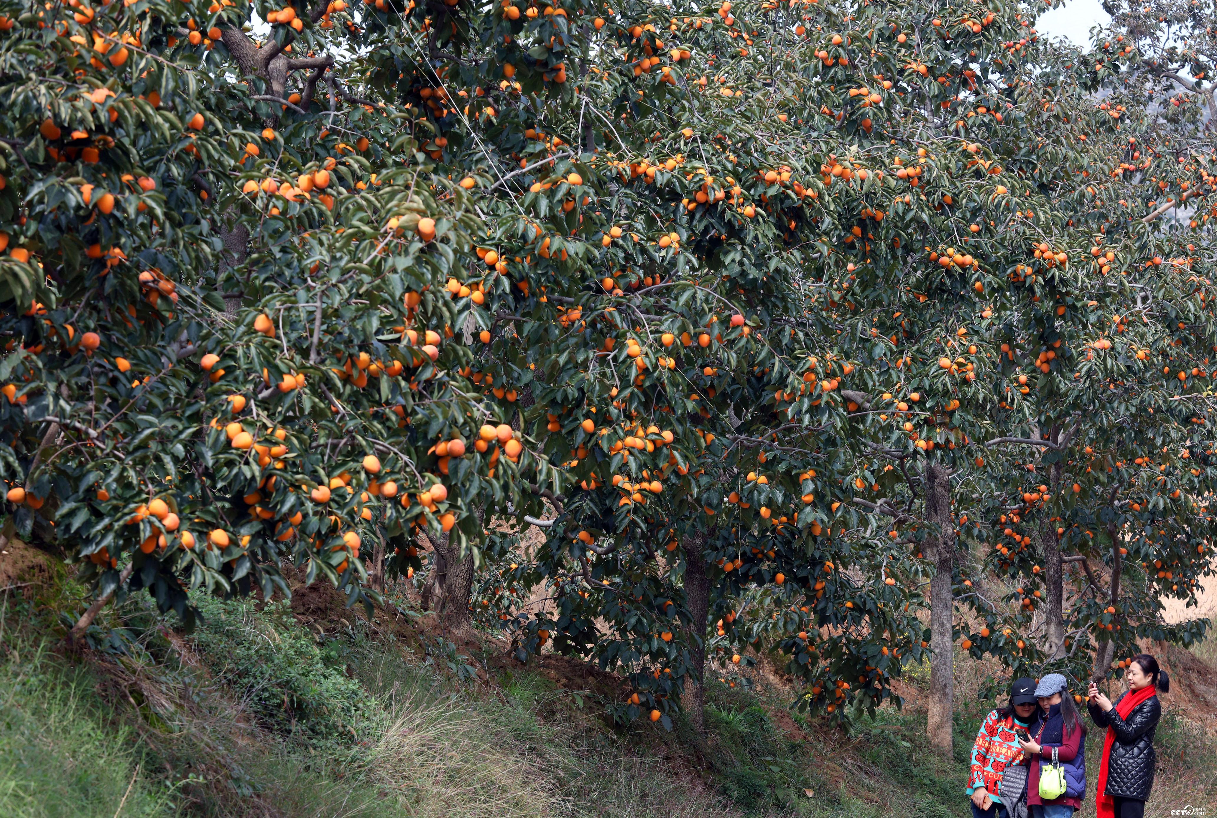 A date with China — Persimmon trees have vitalized the rural Sanhe ...