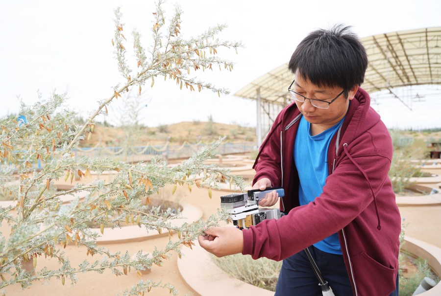 Chinese experience in desert control helps green the world_英语频道_央视网 ...